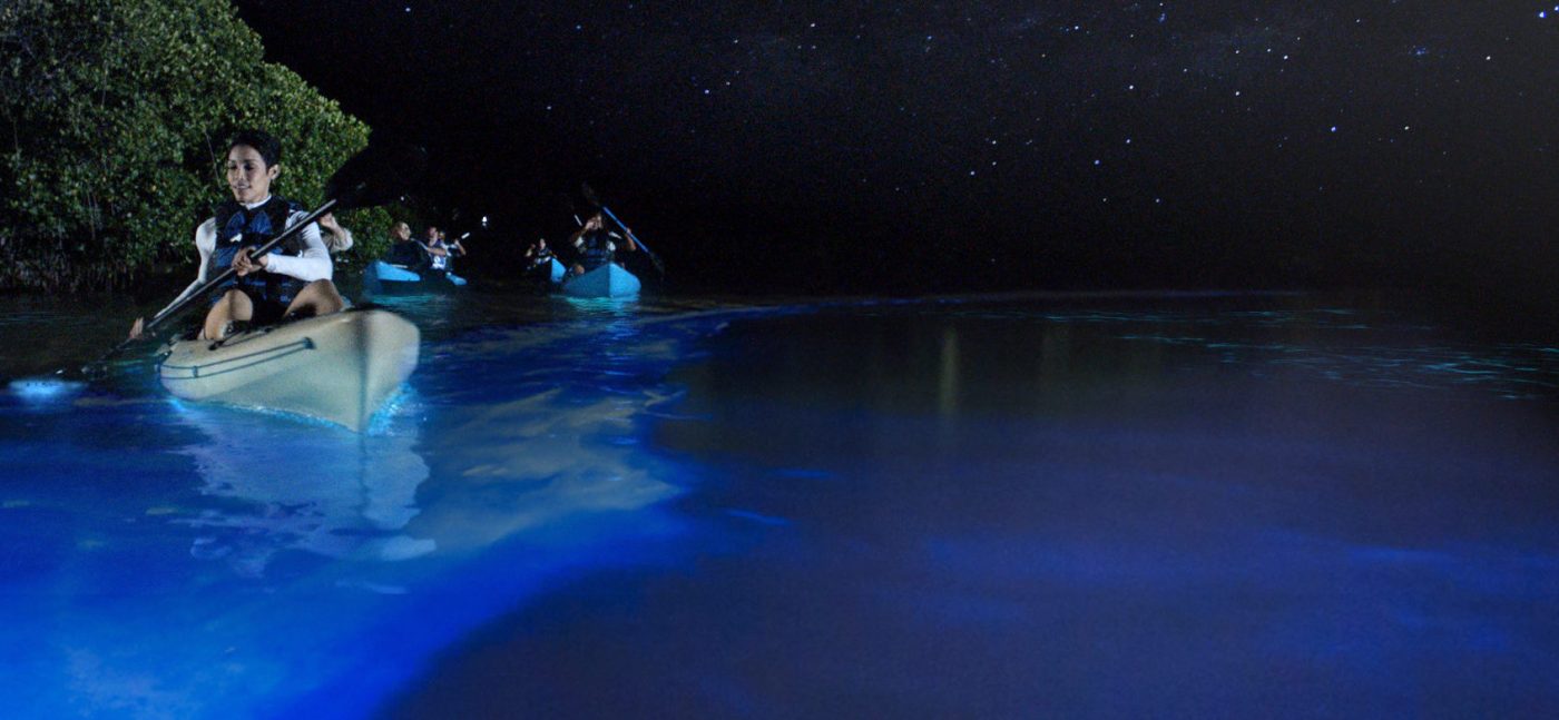 Vieques Bioluminescent Bay Tours | Abe's Snorkeling & Biobay Tours